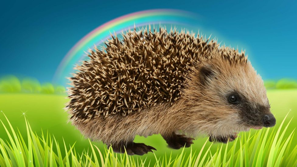 Check out Britain's biggest hedgehog street - BBC Newsround