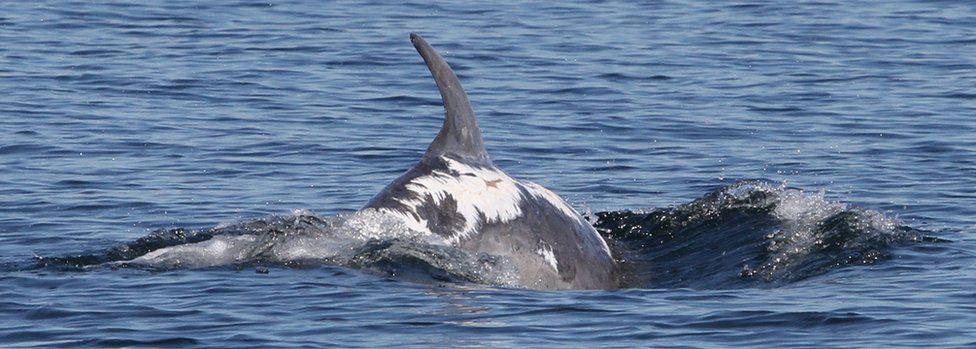 Photographs show healing of sunburned dolphin Spirtle - BBC News