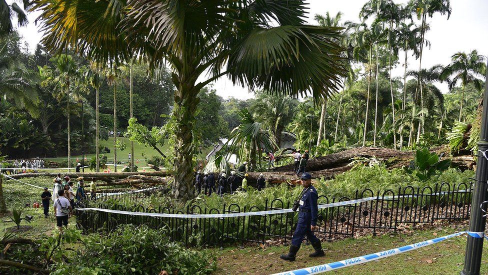 Fatal Singapore tree fall prompts questions - BBC News