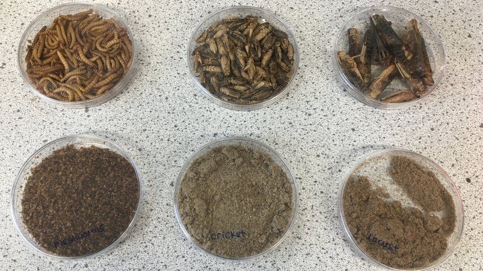 Cacennau cynrhon a byrgyrs o bryfed: Bwyd y dyfodol? - BBC Cymru Fyw