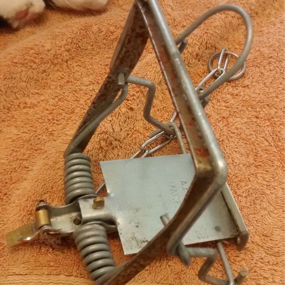 Cat caught in 'illegal' trap has leg amputated - BBC News