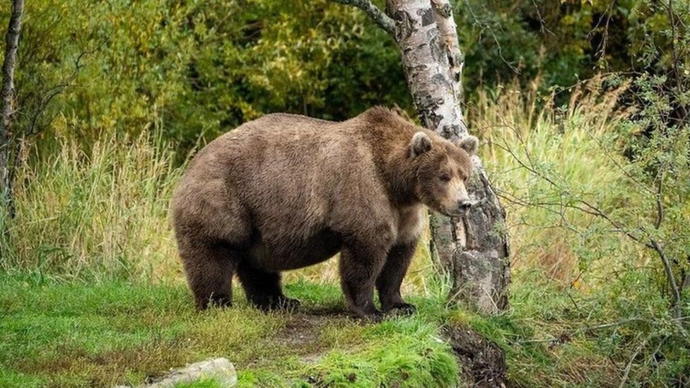 Fat Bear Week 2022: Who won the competition? - BBC Newsround