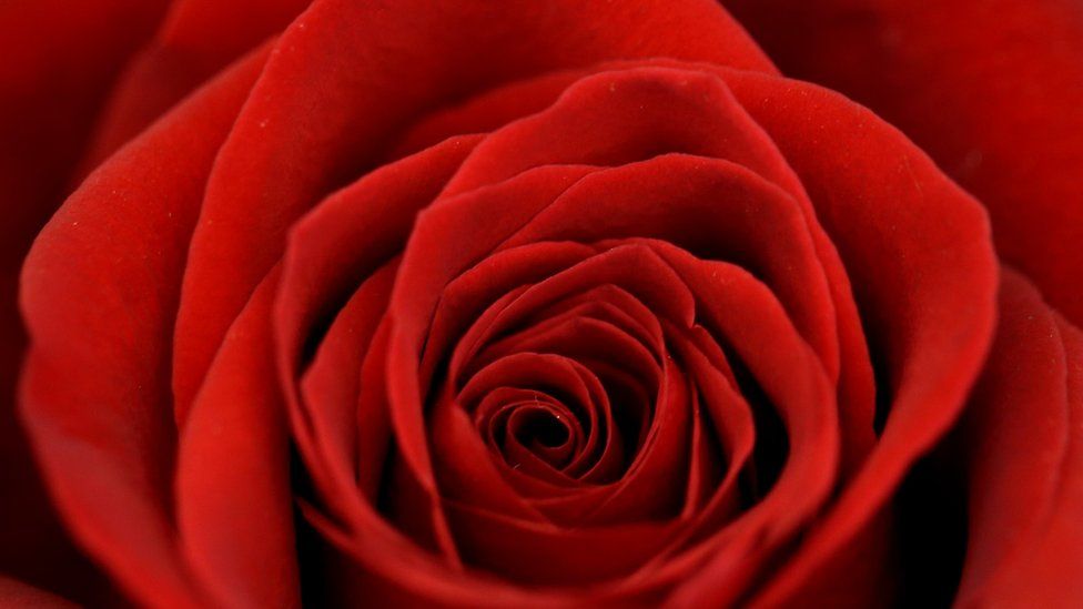 St George's Day 'rose ban' attempt at Stockport market - BBC News