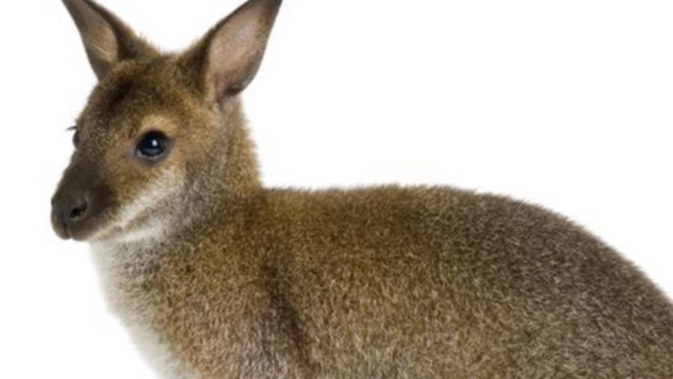 Escaped wallaby caught in Wiltshire garden by police - BBC News