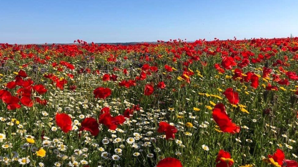 Former farm site becomes wildflower meadow - BBC News
