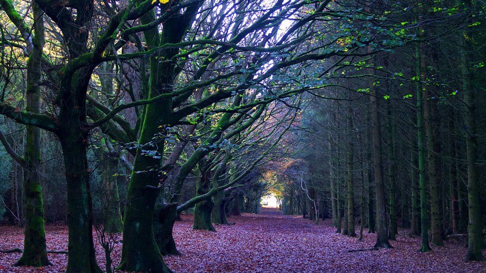 England's Big Picture: 2-8 November 2015 - BBC News