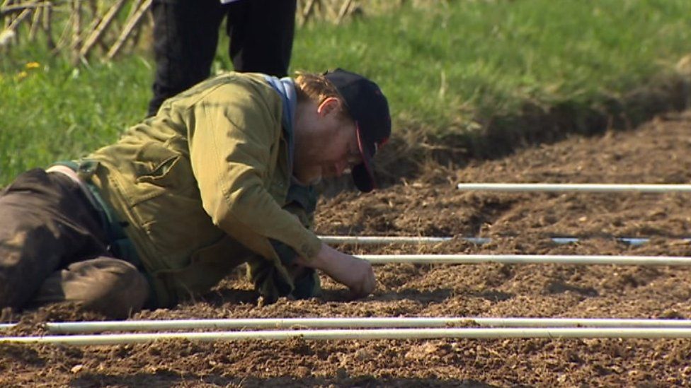 Arbrawf i adfer hen gnydau trwy blannu hadau prin - BBC Cymru Fyw