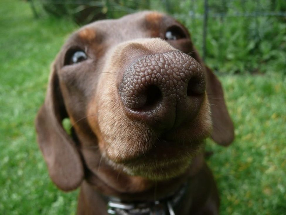 Dog photos: YOU sent us your precious pooch pics - BBC Newsround