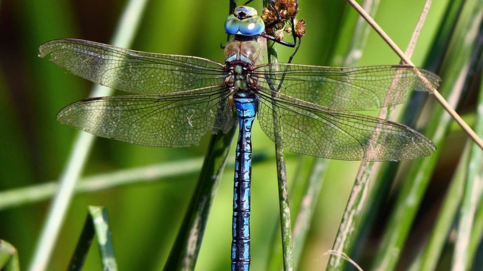 Devon seeing a boom in dragonfly populations, expert says - BBC News