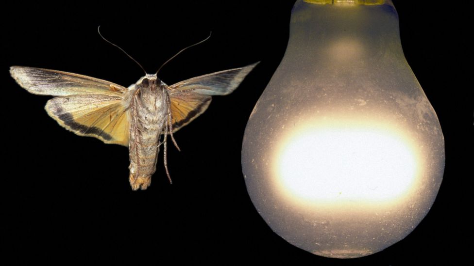 Light pollution: Night being lost in many countries - BBC News