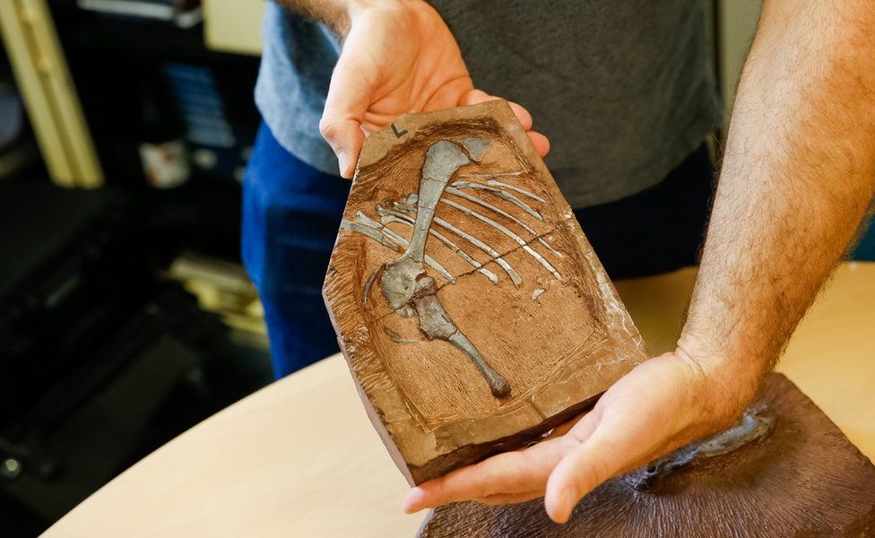 X-rays reveal complete dino skeleton - BBC News