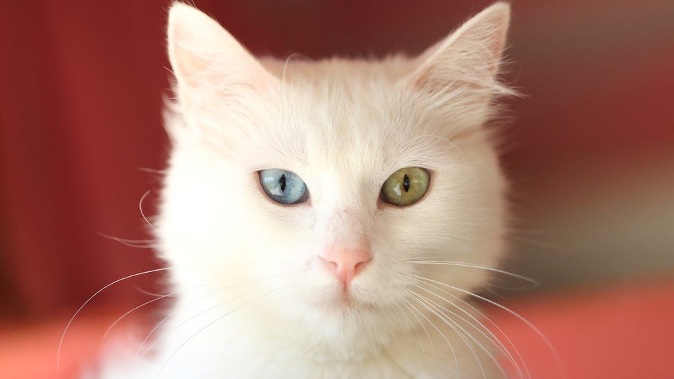 Alert issued in Kent after cats shaved in spate of attacks - BBC News