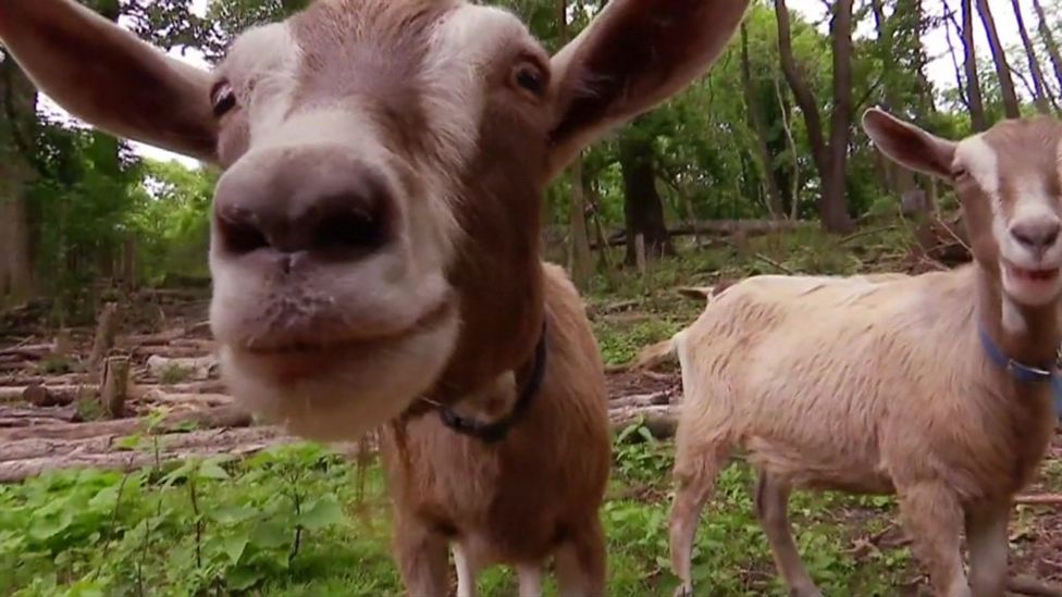 Pictures: Five hard-working animals with weird jobs - BBC Newsround