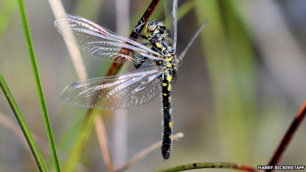 Rare dragonfly spotted at RSPB reserve in Strathspey - BBC News