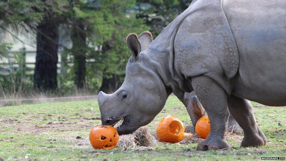 Halloween: Zoo animals get a spooky surprise! - BBC Newsround