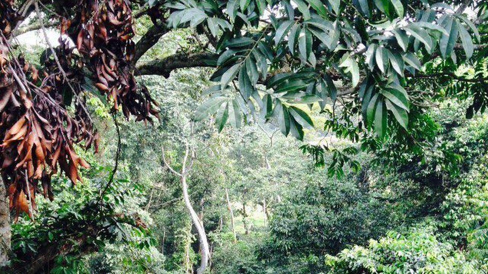 Zika virus: Inside Uganda's forest where the disease originates - BBC News