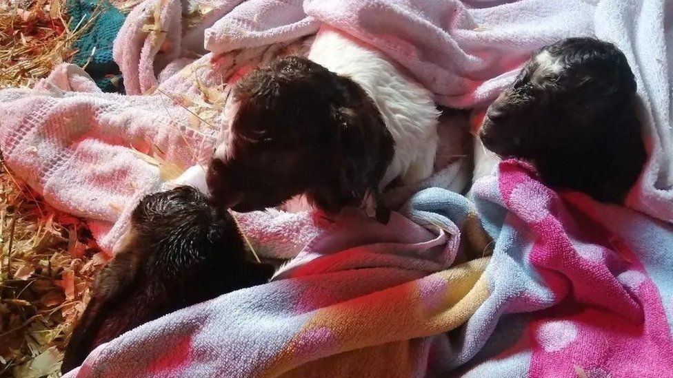 Bournemouth clifftop goat herd set to double - BBC News