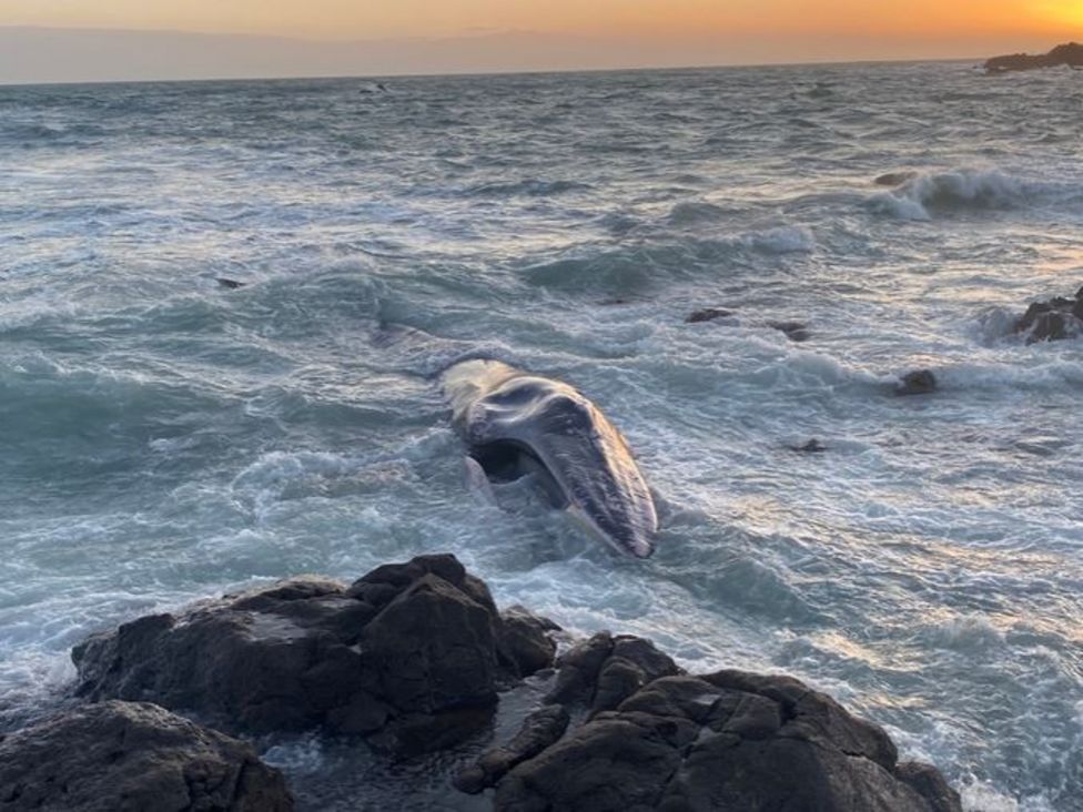 Dead fin whale washes up on rocks near Cornwall beach - BBC News
