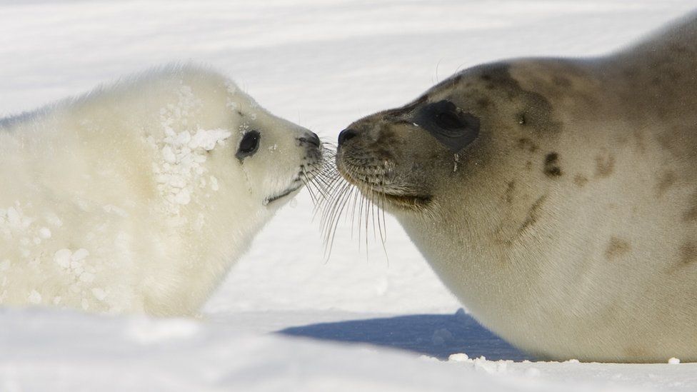Animals that love the snow - BBC Newsround