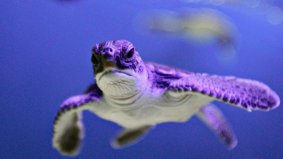 Climate change: How hotter weather could affect turtles and crocodiles ...