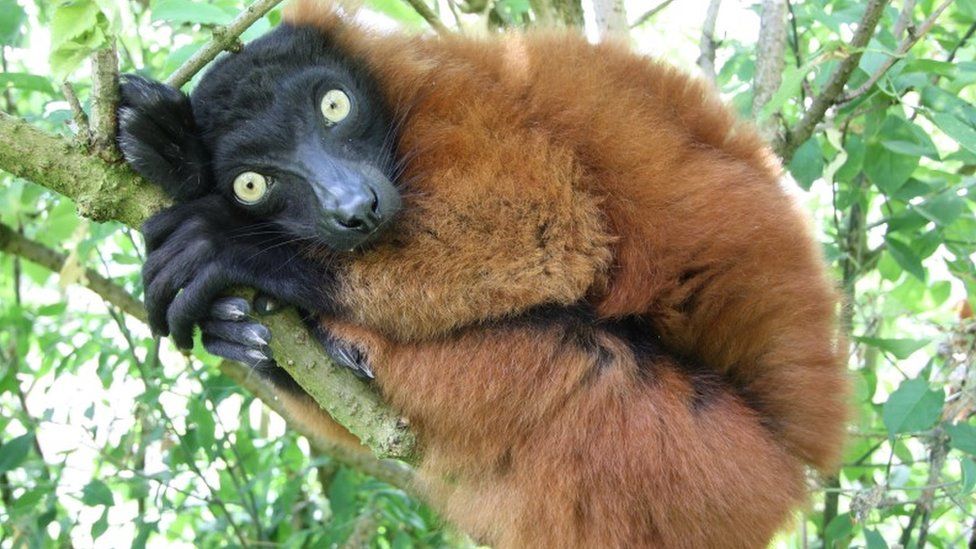Endangered red ruffed lemurs arrive at Curraghs Wildlife Park - BBC News