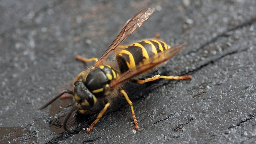 Are there more wasps around than usual this year? - BBC Newsround