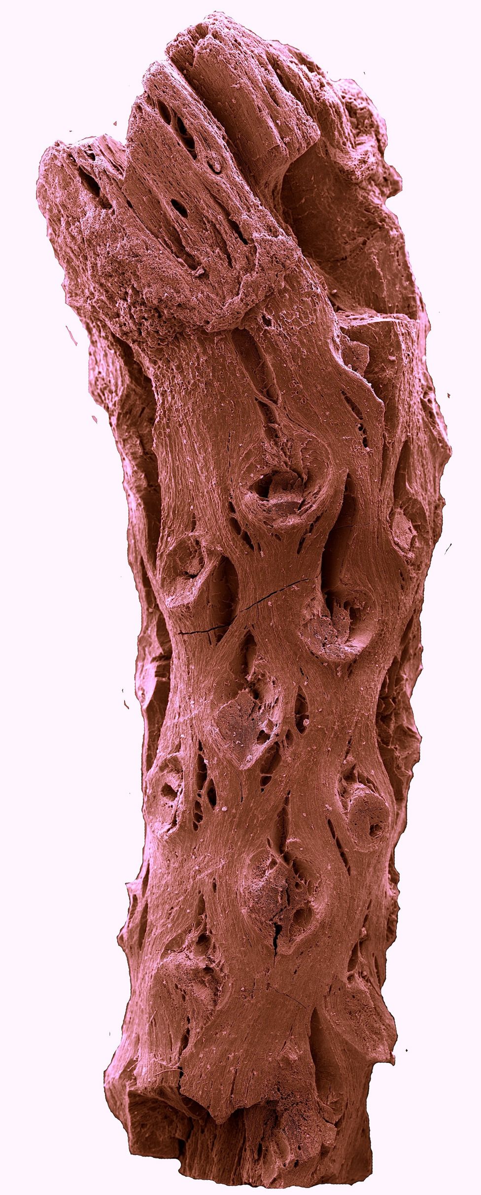 Fossil of oldest pine tree discovered - BBC News