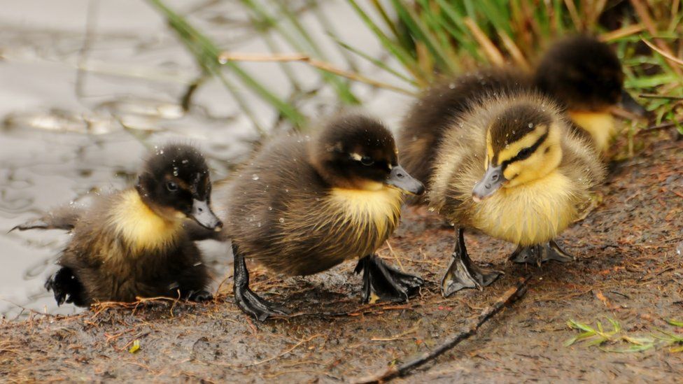 England's Big Picture: 4 - 10 April 2016 - BBC News