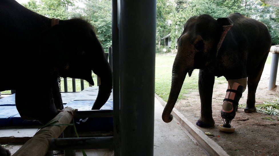 Mosha the Thai elephant maimed by mine gets prosthetic leg - BBC News