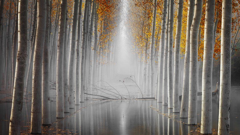 Nature Photographer of the year 2019: Amazing winning pictures from the ...