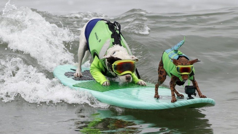 World Dog Surfing Championships: In pictures - BBC Newsround