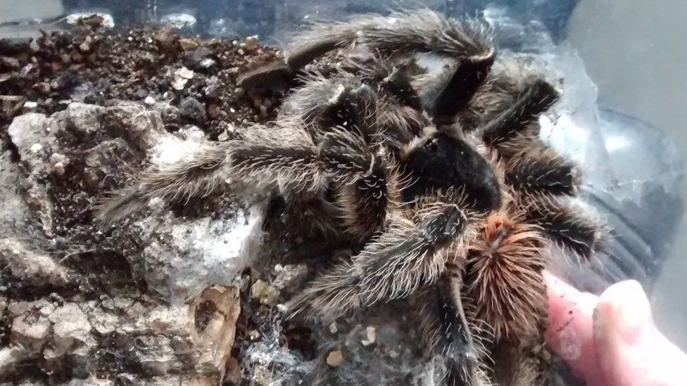 Tarantulas found abandoned in Blaenavon garden - BBC News