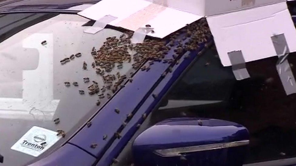 Thousands of bees swarm into car in Hull - BBC News