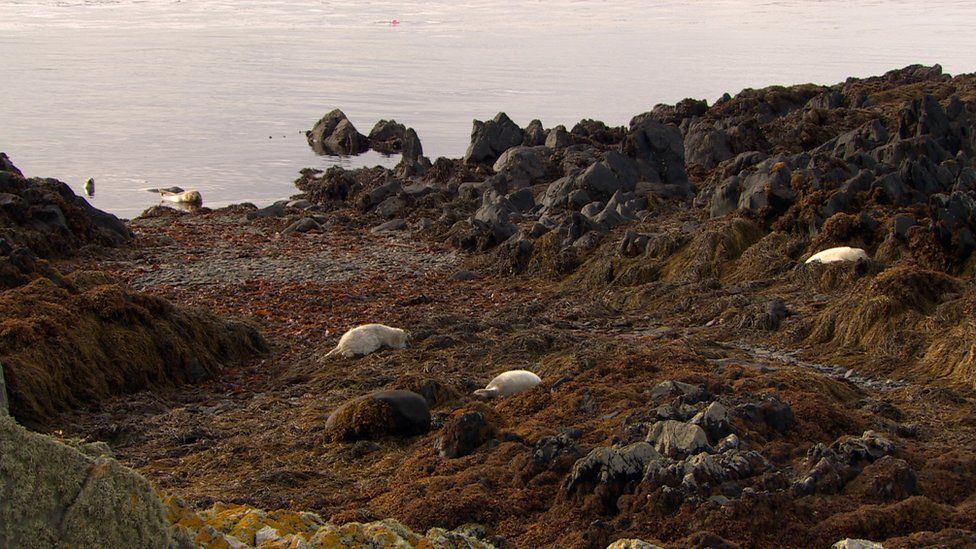 Grey seal population flourishing in Northern Ireland's waters - BBC News
