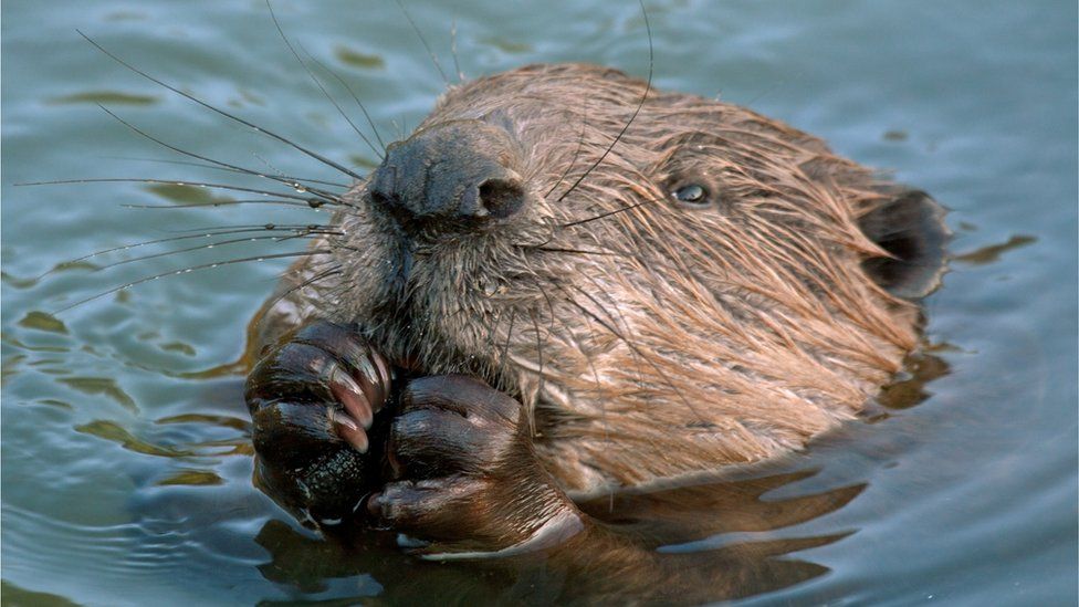 Bid to return beavers to Wales after centuries' absence - BBC News