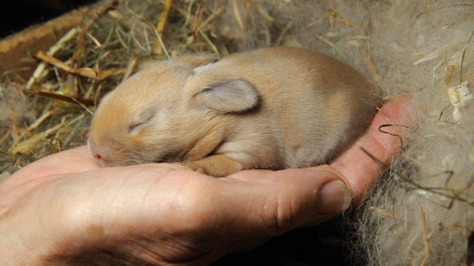 Deadly RHD rabbit virus shuts UK competition shows - BBC News