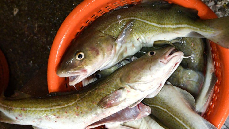 The west Cumbria fishing family saved by social media - BBC News