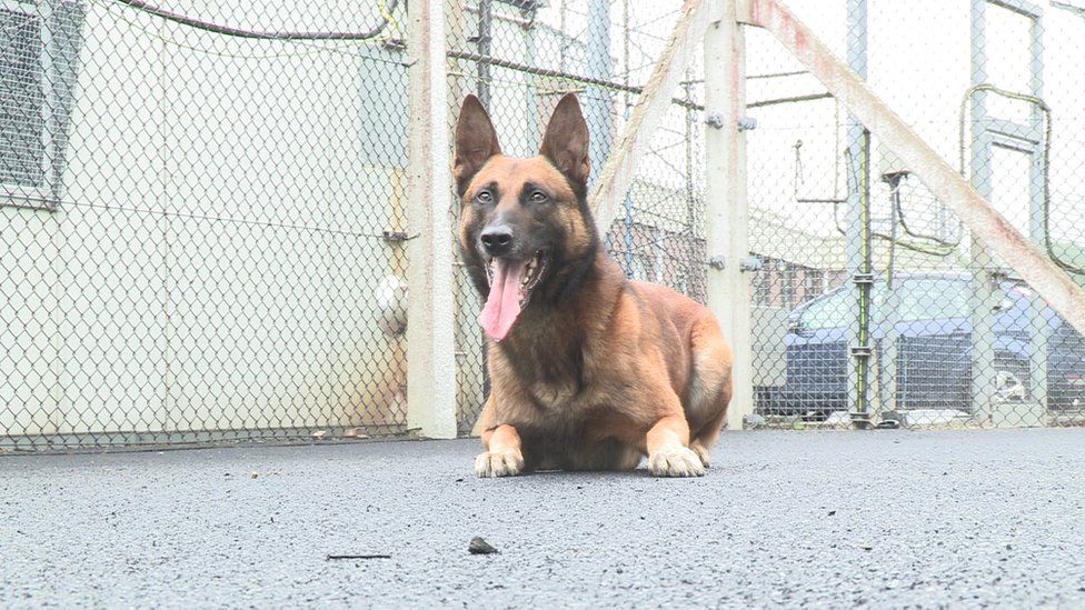 PSNI dogs training to keep the streets free from crime - BBC News