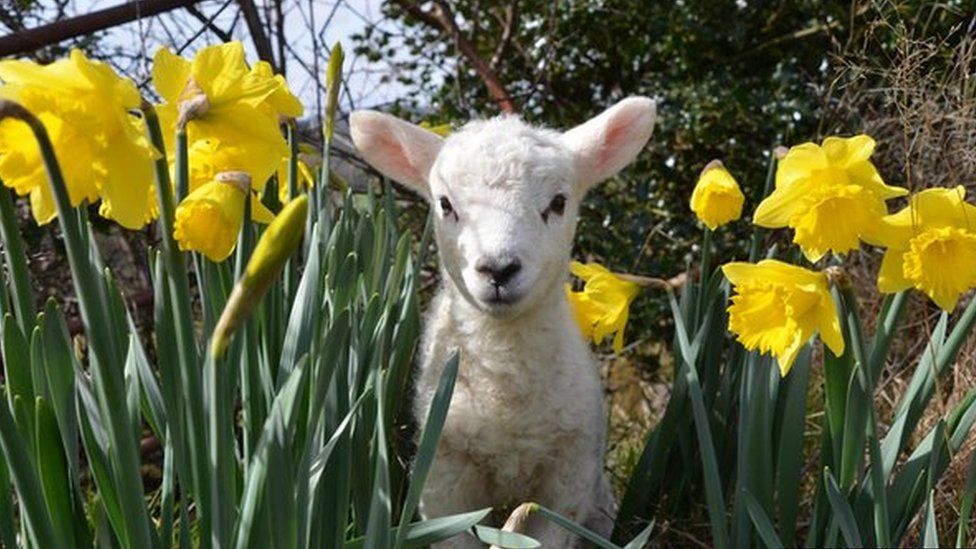 Animals in weather 2018 - BBC Weather