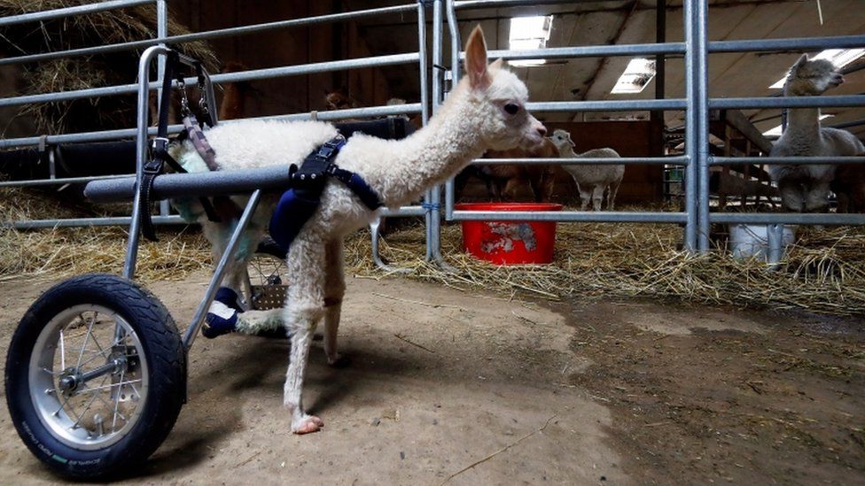 Disabled baby alpaca learns to walk again - BBC Newsround