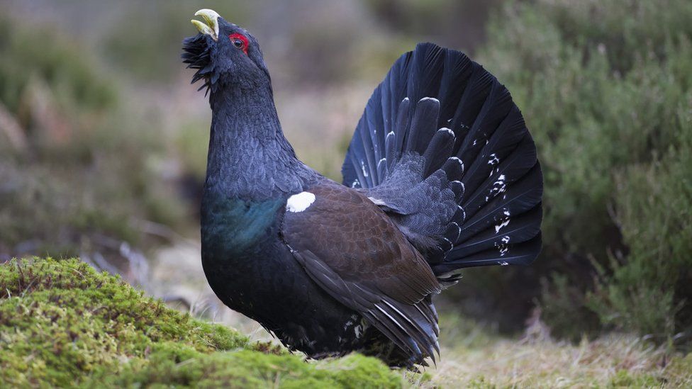 Park plea to visitors to stay away from capercaillie - BBC News
