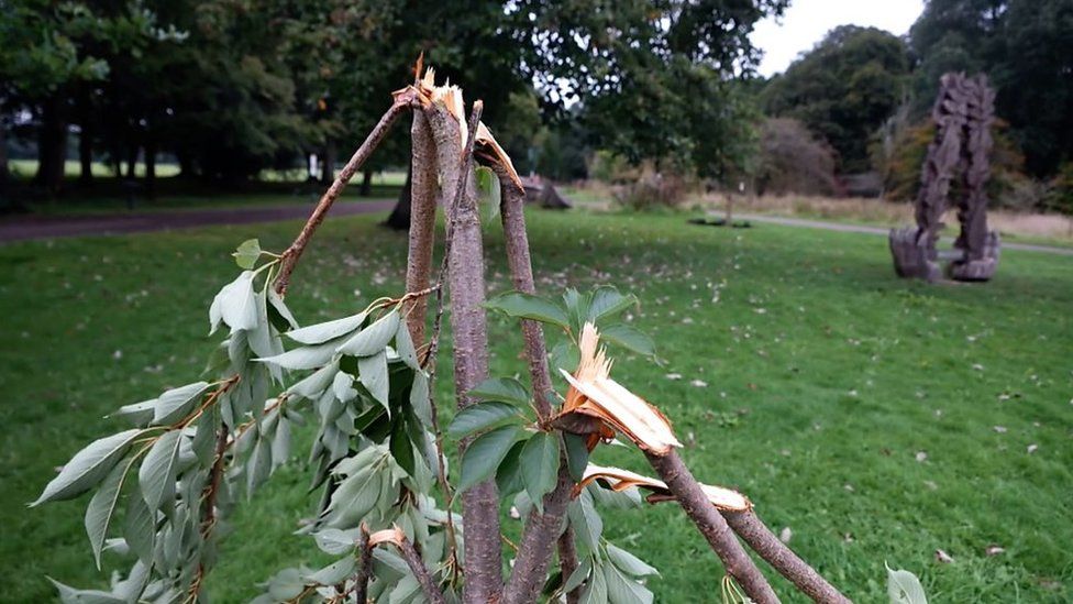 Cherry trees planted at Cardiff's Bute Park after vandal attack - BBC News
