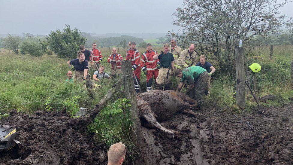 Llanwrtyd Wells dairy cow pulled free from bog - BBC News