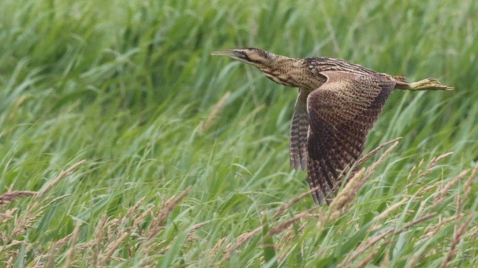 Rare bitterns breed at Sefton nature reserve for first time in 200 ...