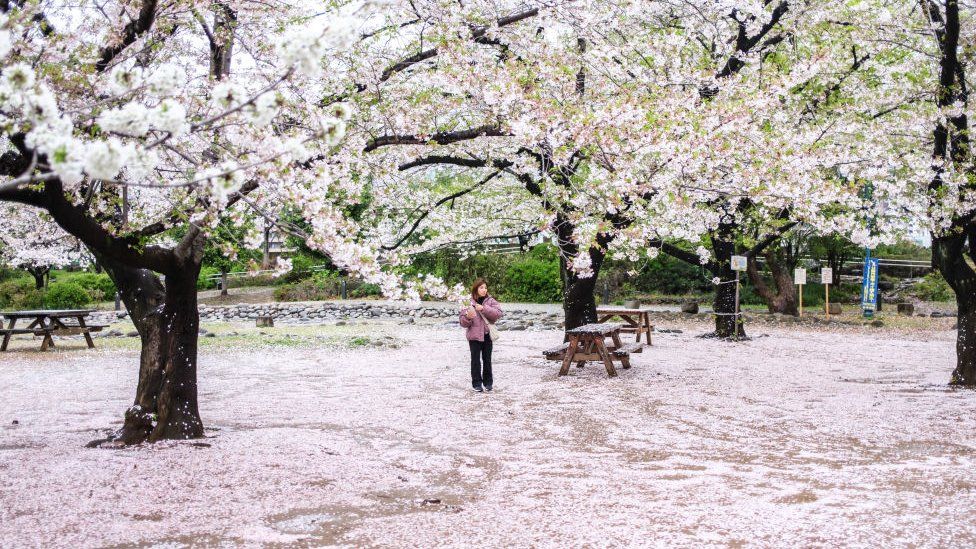 Blossom: Spring has sprung with cherry trees in full bloom - BBC Newsround