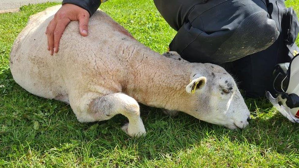 Wirral: Sheep saved from sea in hovercraft rescue - BBC News