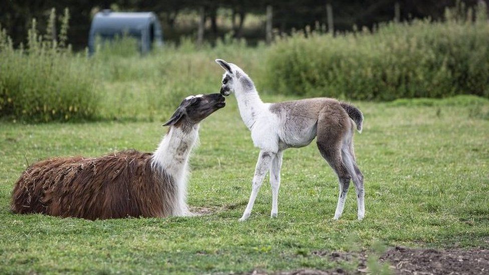 University of Reading's baby llama has been named Jeremy - BBC News