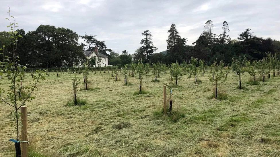 Dathlu afalau Cymreig - BBC Cymru Fyw