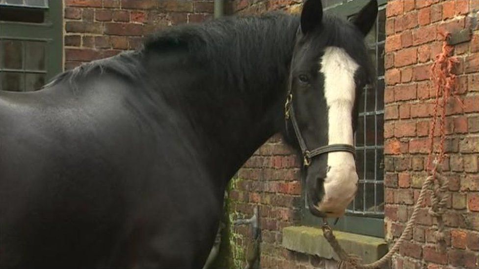 Welsh shires to be Middle East military parade horses - BBC News