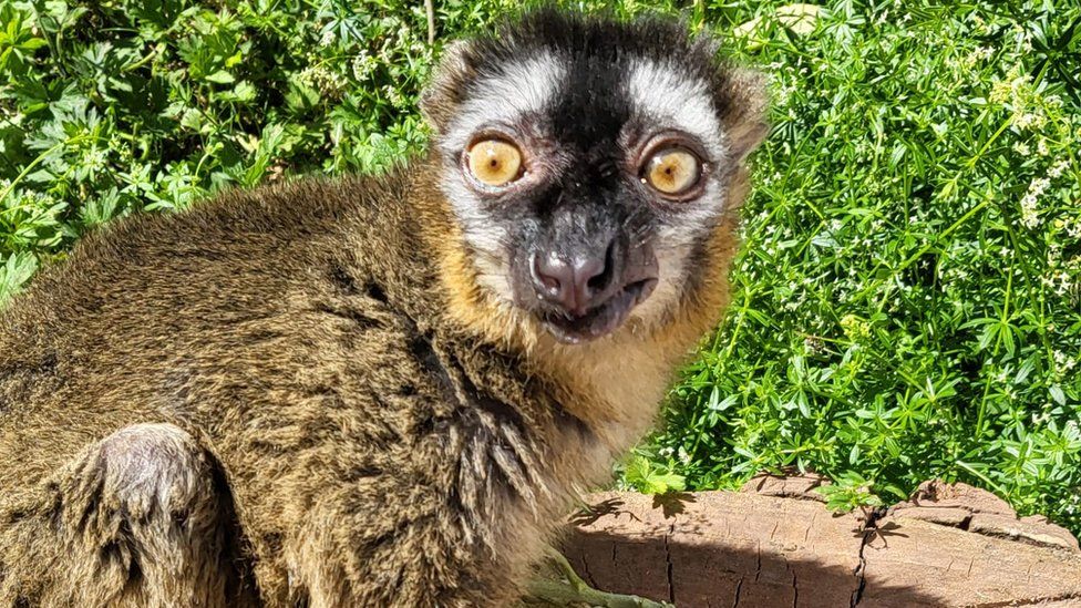 Paignton Zoo lemur thought to be oldest in Europe dies aged 26 - BBC News